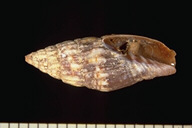 763|Pusia inermis awajiensis|アワジツクシ