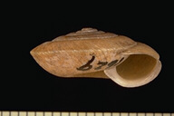 1629|Aegista aemula subdivesta|コケマイマイ