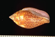 893|Pyrene punctata|タモトガイ