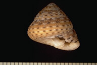 82|Clanculus clanguloides|ウスイロナツモモ