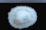 25|Acmaea pallida|ユキノカサ