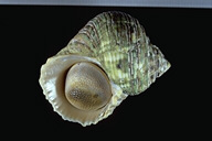 162|Turbo setosus|マルサザエ