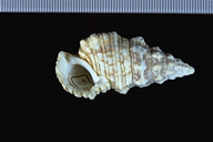 431|Cerithium echinatum|メオニノツノガイ