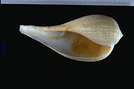 684|Ficus gracilis|オオビワガイ