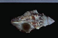 707|Latirus belcheri|ツノマタモドキ