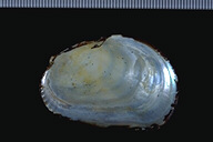 2070|Musculus laevigatus|ハブタエタマエガイ