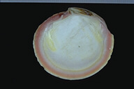 2119|Codakia punctata|クチベニツキガイ