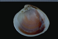 2170|Lioconcha lorenziana|チャイロサラサ