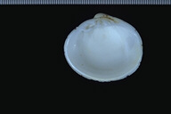 2171|Lioconcha ornata|ムラヤマサラサガイ