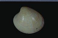 2178|Pitar citrinus|ユウカゲハマグリ