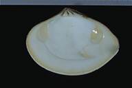 2194|Gomphina aequilatera|オキアサリ