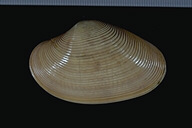 2200|Paphia amabilis|サツマアカガイ