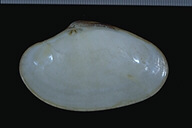 2200|Paphia amabilis|サツマアカガイ