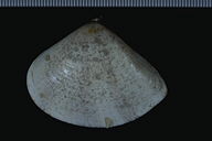 2193|Gomphina aequilatera|オキアサリ