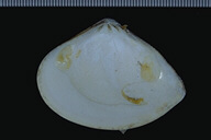 2193|Gomphina aequilatera|オキアサリ