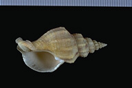 802|Siphonalia concinna|ミカドミクリ