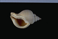 806|Siphonalia trochula|ミオツクシ