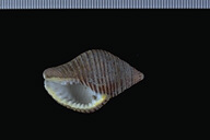 836|Prodotia undosa|スジグロホラダマシ