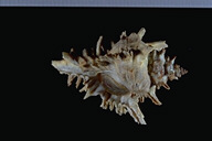 937|Chicoreus asianus|オニサザエ