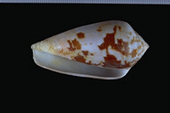 1089|Chelyconus fulmen|ベッコウイモ