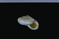 1542|Bradybaena circulus circulus|パンダナマイマイ