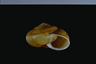 1559|Euhadra vortex|コウチマイマイ