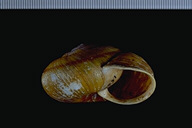 1560|Euhadra vortex|コウチマイマイ