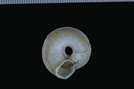 1641|Aegista marginata|ヘリトリケマイマイ