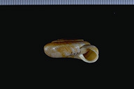 1667|Aegista vermis|オオベソマイマイ