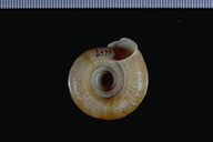 1667|Aegista vermis|オオベソマイマイ