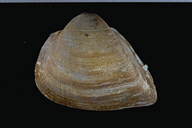 1942|Cucullaea labiata granulosa|ヌノメアカガイ