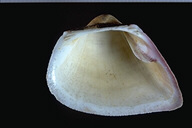 1942|Cucullaea labiata granulosa|ヌノメアカガイ