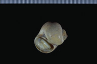 548|Cryptonatica adamsiana|アダムスタマガイ