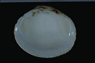 2211|Protothaca jedoensis|オニアサリ