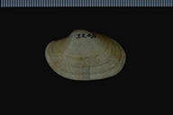 2202|Paphia exarata|ヒメスダレ