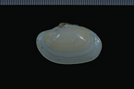 2202|Paphia exarata|ヒメスダレ