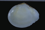 2225|Quidnipagus palatam|リュウキュウシラトリ