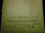 25|Acmaea pallida|ユキノカサ