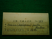 283|Palaina pusilla puswilla|ヒダリマキゴマガイ