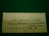 285|Palaina pusilla paucicostata|オジマヒダリマキゴマガイ