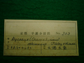 303|Chamalycaeus oshimanus|オオシマムシオイ