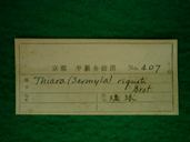 407|Thiara riqueti|ネジヒダカワニナ