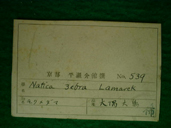 539|Tanea undulata|モクメダマ