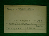 548|Cryptonatica adamsiana|アダムスタマガイ