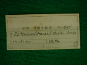 695|Amaea thielei|クリンイトカケ