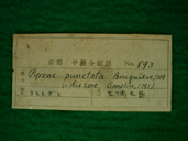 893|Pyrene punctata|タモトガイ