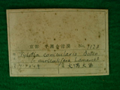 1123|Clavus exasperatus|ツノクダマキ