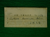 1134|Eucithara bascauda|カゴコトツブ