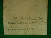 1560|Euhadra vortex|コウチマイマイ