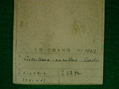 1942|Cucullaea labiata granulosa|ヌノメアカガイ